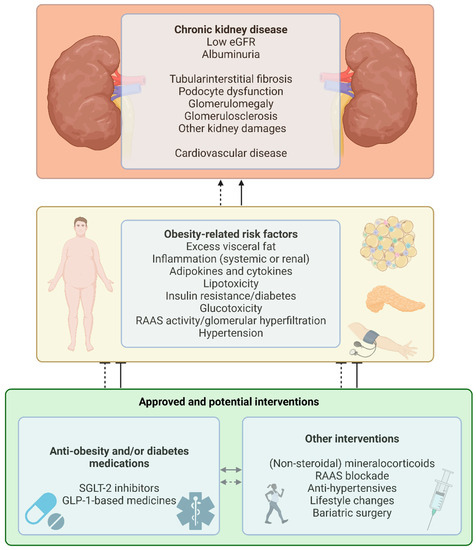 Obesity-Related Kidney Disease: Current Understanding and Future ...