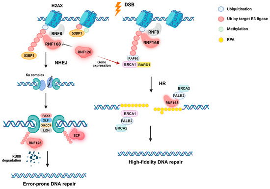 RNF126, 168 and CUL1: The Potential Utilization of Multi-Functional E3 ...