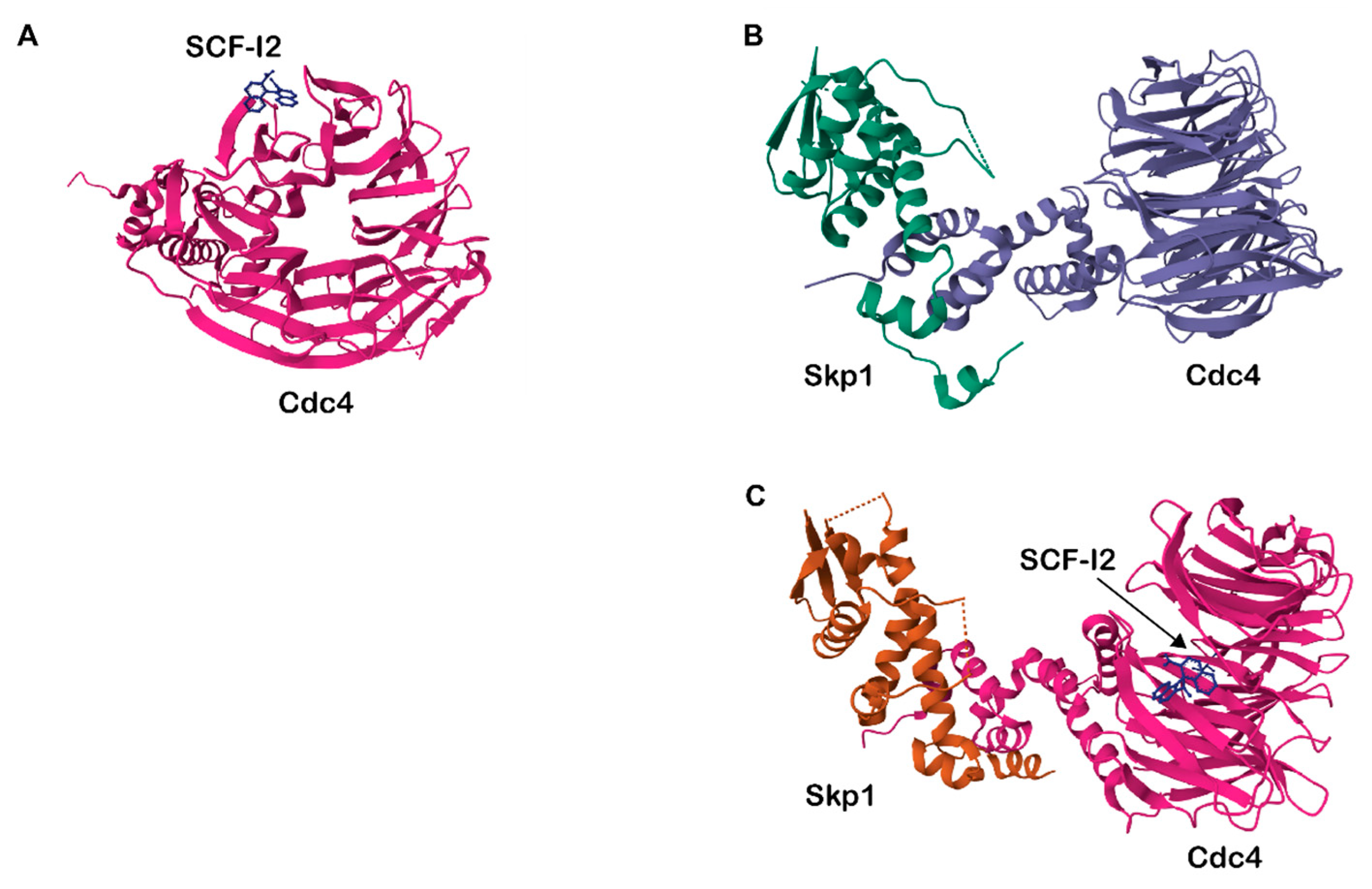 Biomedicines | Free Full-Text | RNF126, 168 and CUL1: The Potential ...