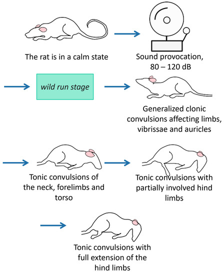 Audiogenic Seizures and Social Deficits: No Aggravation Found in ...