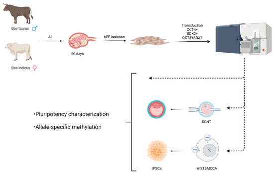 Exogenous OCT4 and SOX2 Contribution to In Vitro Reprogramming in Cattle