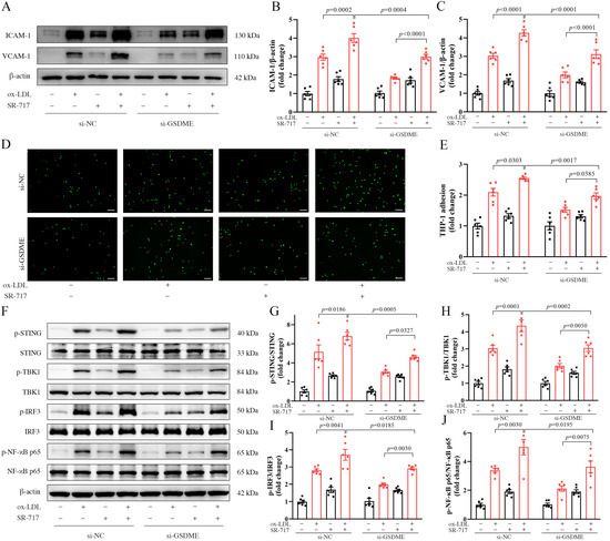 GSDME in Endothelial Cells: Inducing Vascular Inflammation and ...