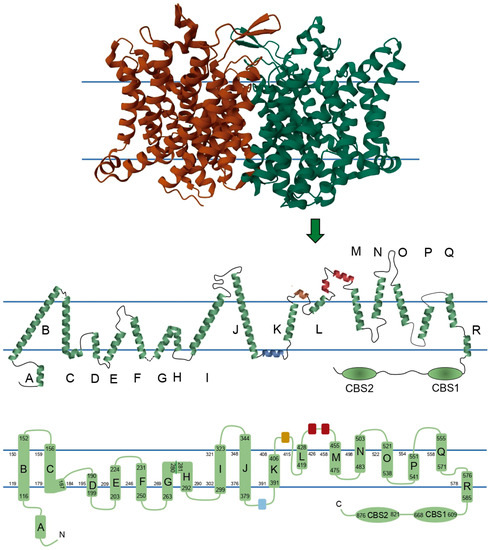 ClC-1 Chloride Channel: Inputs on the Structure–Function Relationship ...