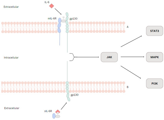 Interleukin-6 in Hepatocellular Carcinoma: A Dualistic Point of View