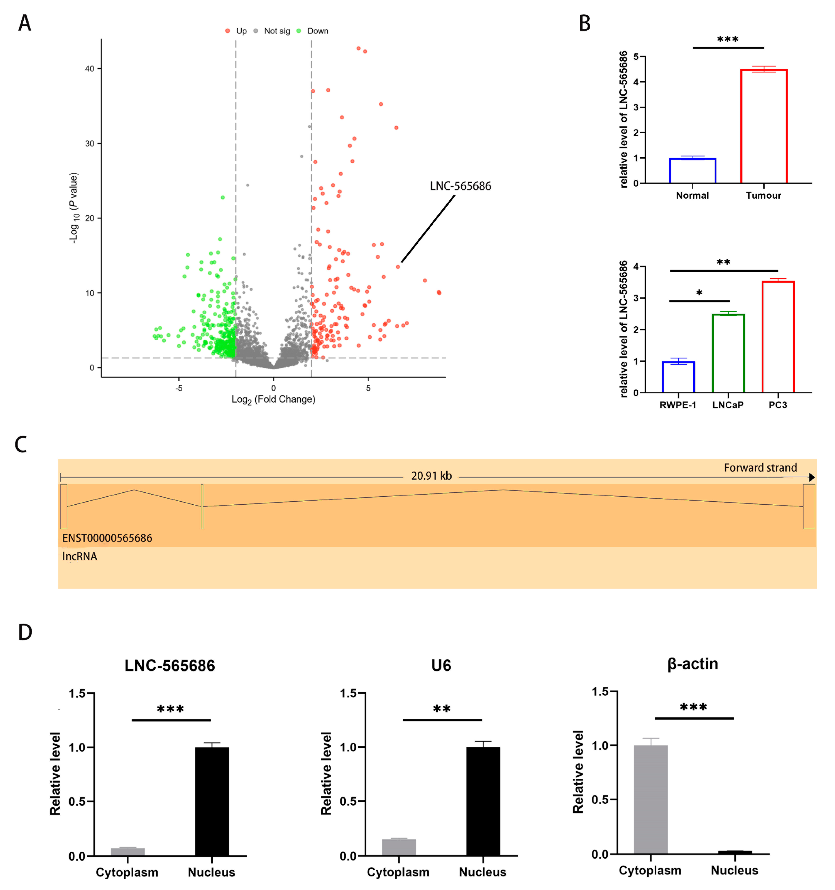 Biomedicines | Free Full-Text | LncRNA LNC-565686 Promotes ...