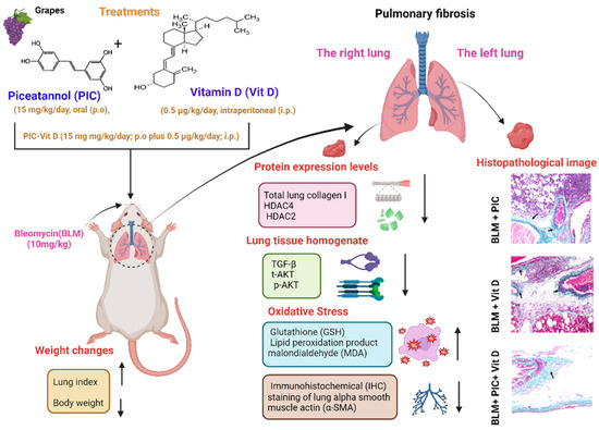 Synergistic Power of Piceatannol and/or Vitamin D in Bleomycin-Induced ...