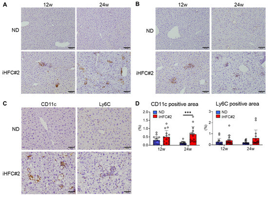 Dynamics of Liver Macrophage Subsets in a Novel Mouse Model of Non ...