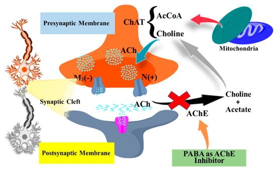 Novel Para-Aminobenzoic Acid Analogs and Their Potential Therapeutic ...