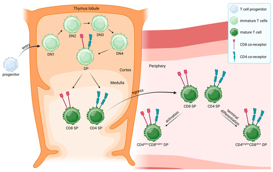 Legend or Truth: Mature CD4+CD8+ Double-Positive T Cells in the Periphery in Health and Disease