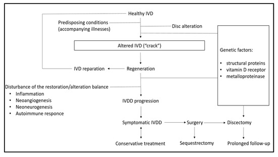 Understanding Intervertebral Disc Degeneration: Background Factors and ...