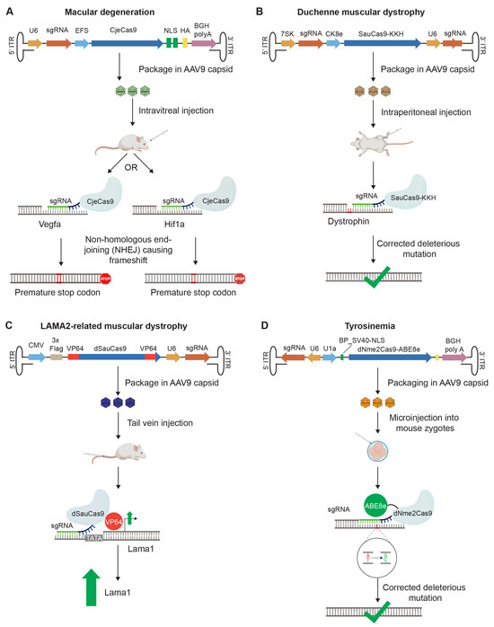 Advances in Recombinant Adeno-Associated Virus Vectors for ...