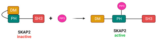 SKAP2—A Molecule at the Crossroads for Integrin Signalling and Immune ...