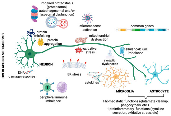 Biomedicines | Free Full-Text | Overlapping Neuroimmune Mechanisms and Therapeutic Targets in ...