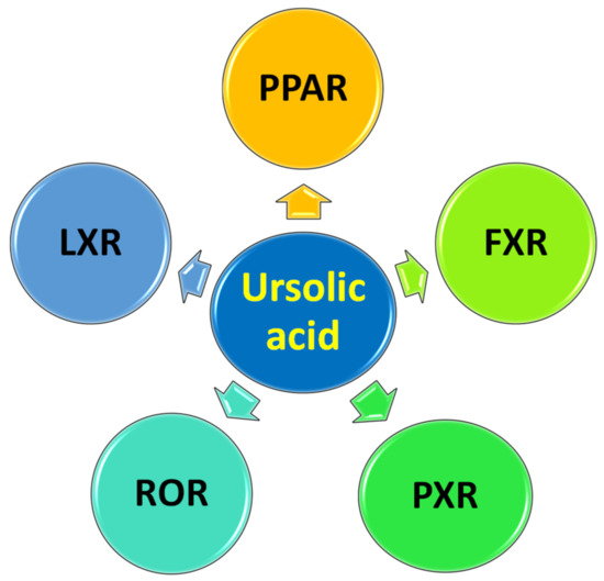 Overview of Ursolic Acid Potential for the Treatment of Metabolic ...