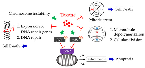 Biomedicines | Free Full-Text | Taxanes in the Treatment of Head and ...