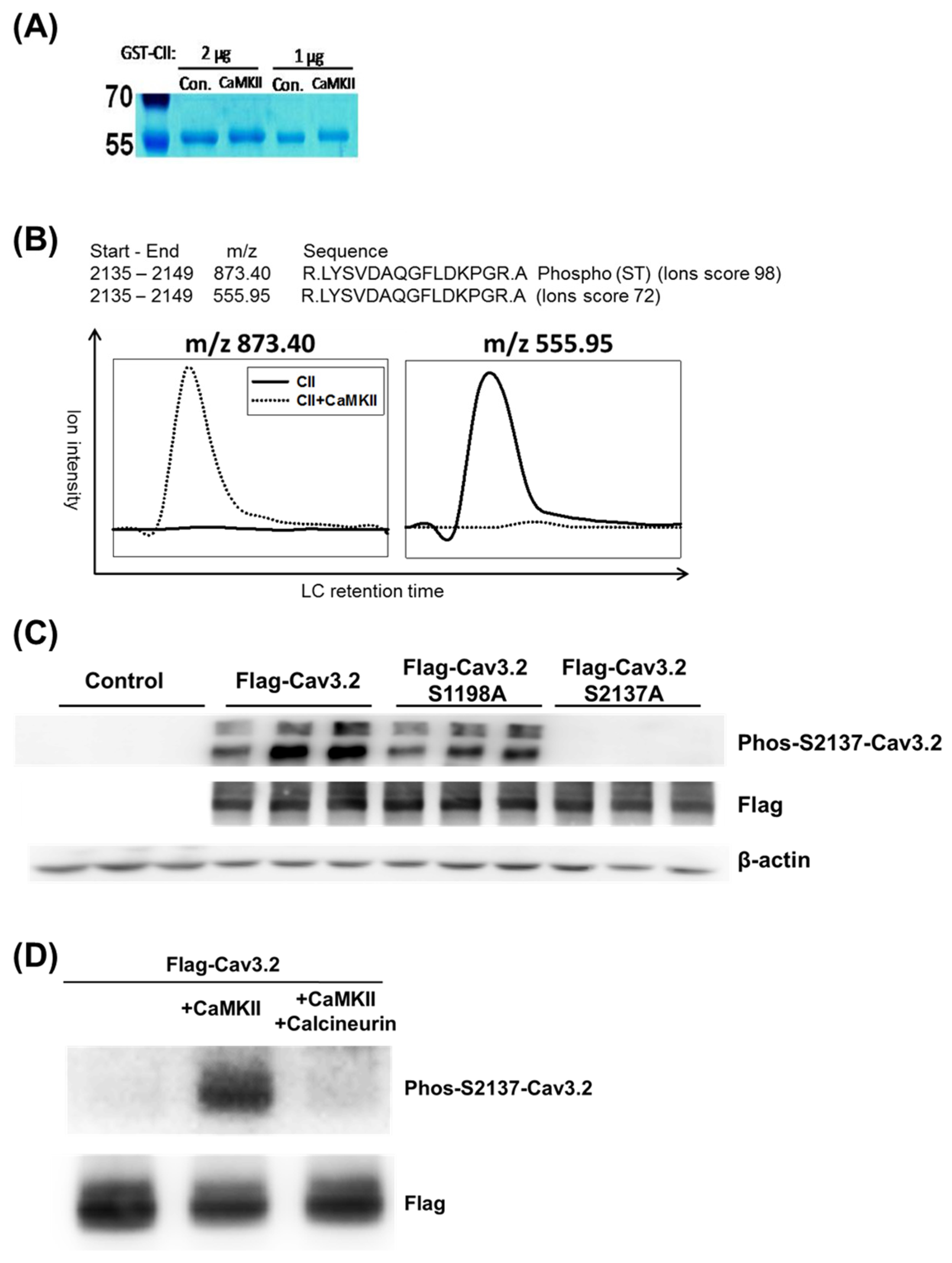 Identification of Novel Targeting Sites of Calcineurin and CaMKII in ...