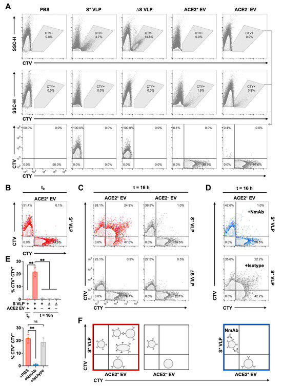 SARS-CoV-2 and Epstein–Barr Virus-like Particles Associate and Fuse ...