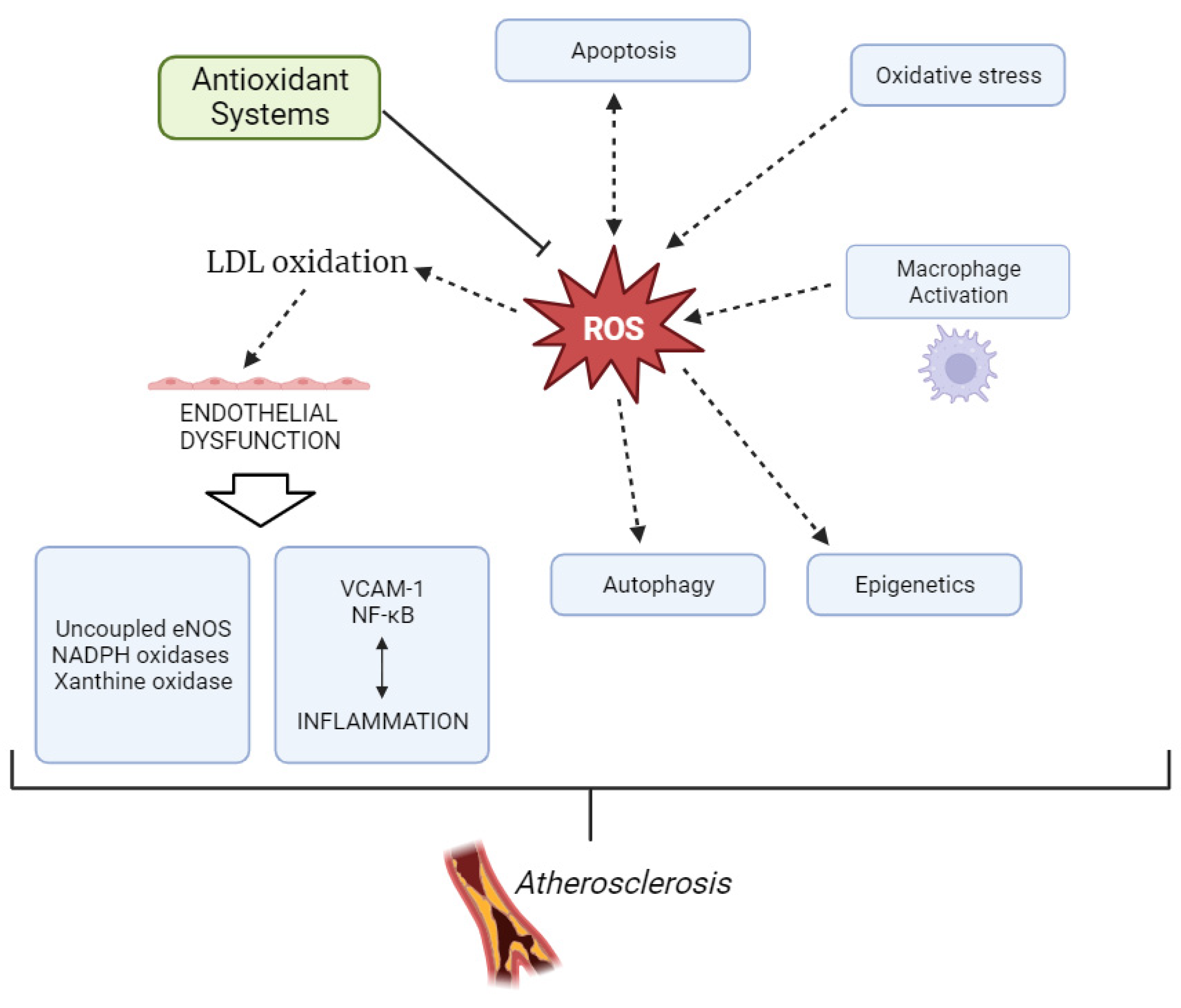 Oxidative Stress, Atherogenic Dyslipidemia, and Cardiovascular Risk
