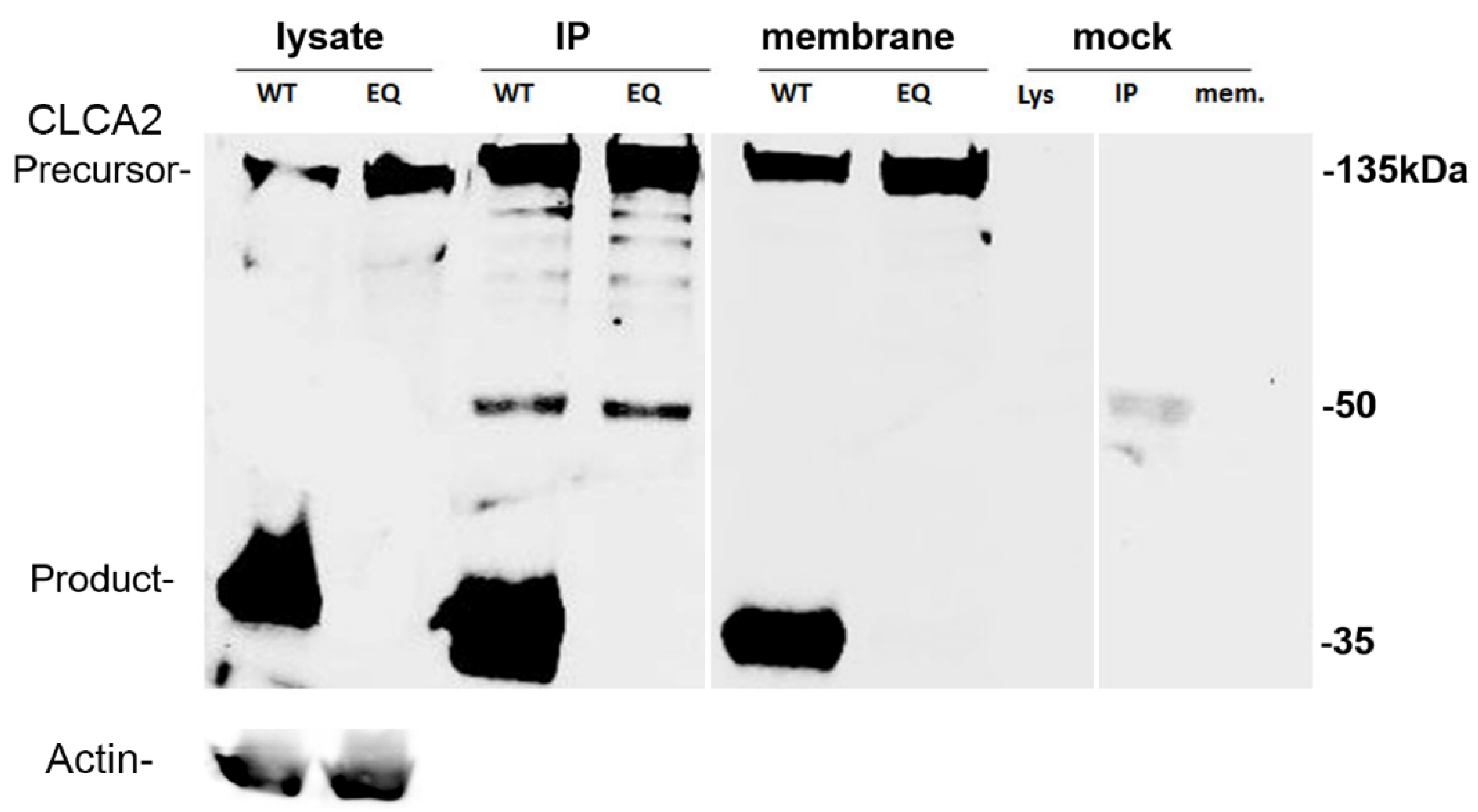 Self-Cleavage of Human Chloride Channel Accessory 2 Causes a ...