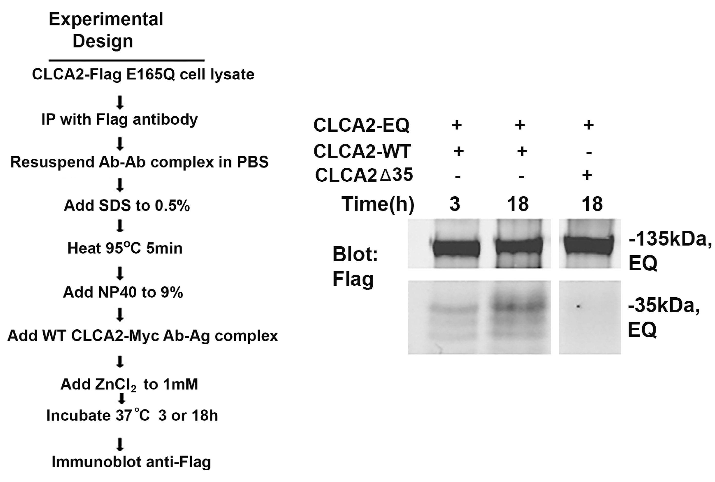 Self-Cleavage of Human Chloride Channel Accessory 2 Causes a ...