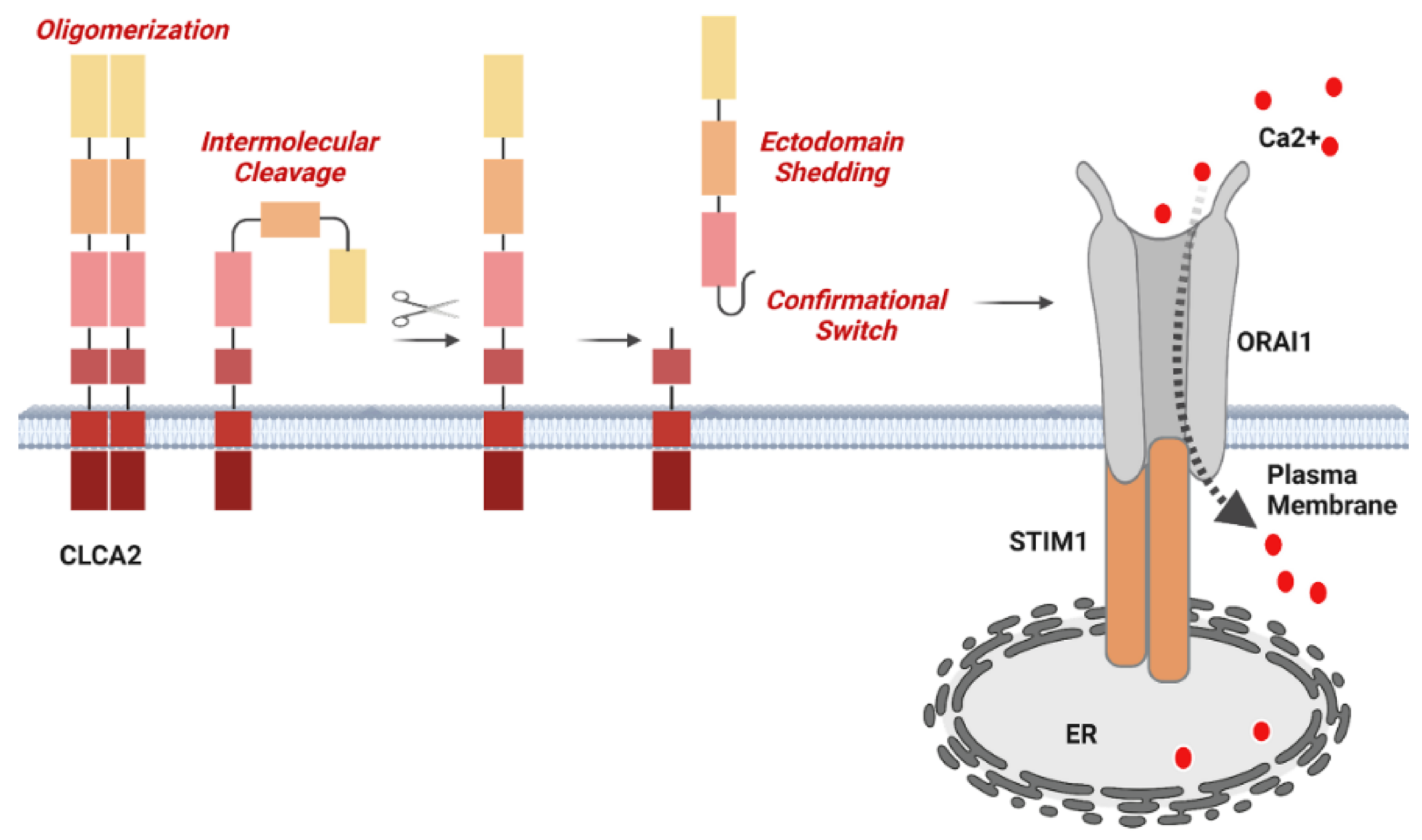 Self-Cleavage of Human Chloride Channel Accessory 2 Causes a ...