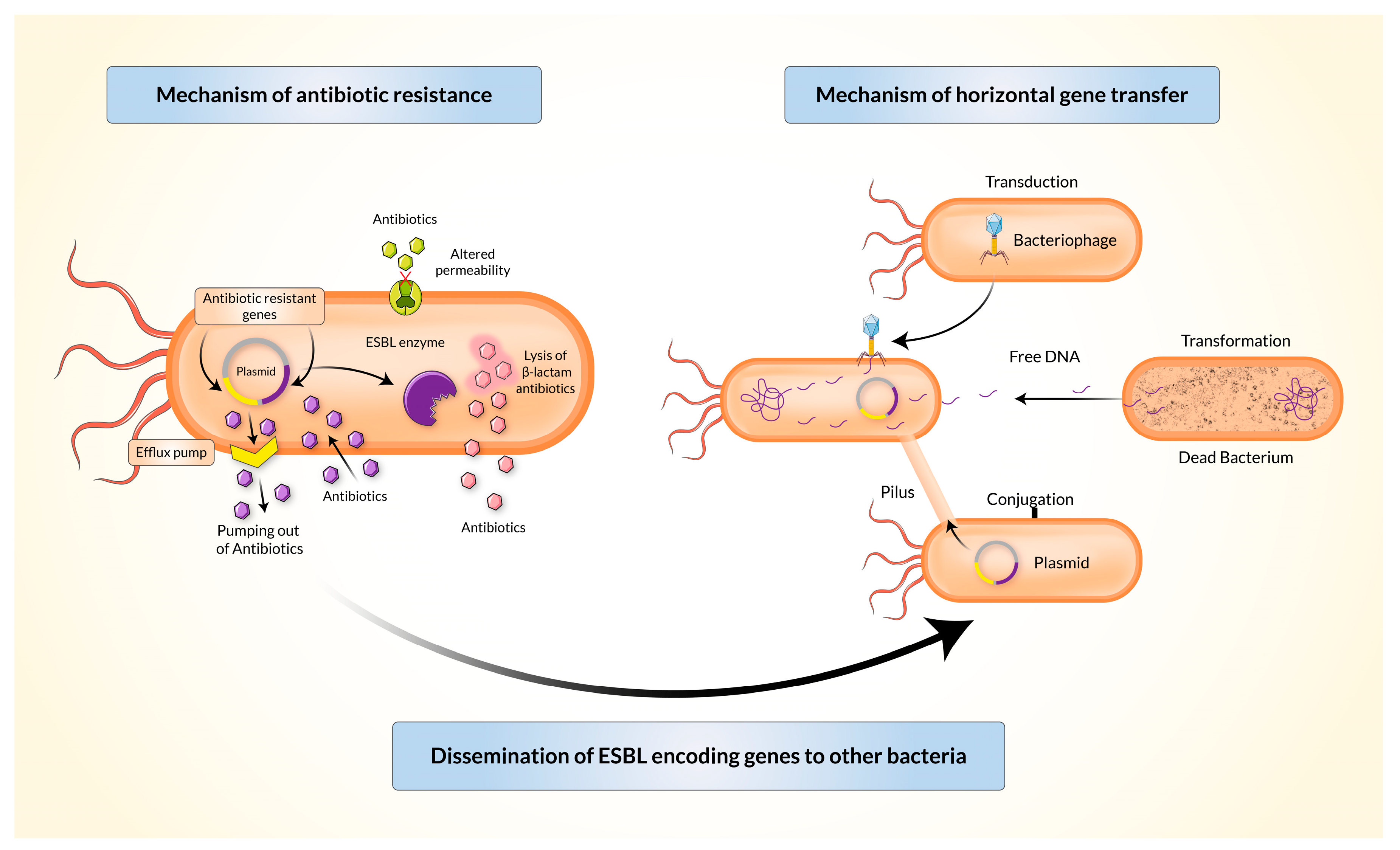 Biomedicines Free Full Text Extended Spectrum β Lactamases Esbl