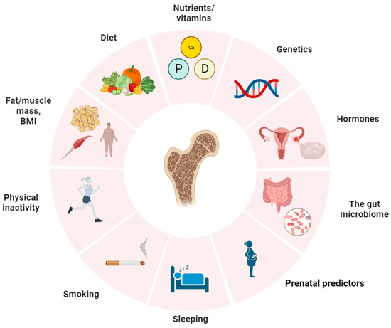 Peak Bone Mass Formation: Modern View of the Problem