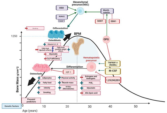 Peak Bone Mass Formation: Modern View of the Problem