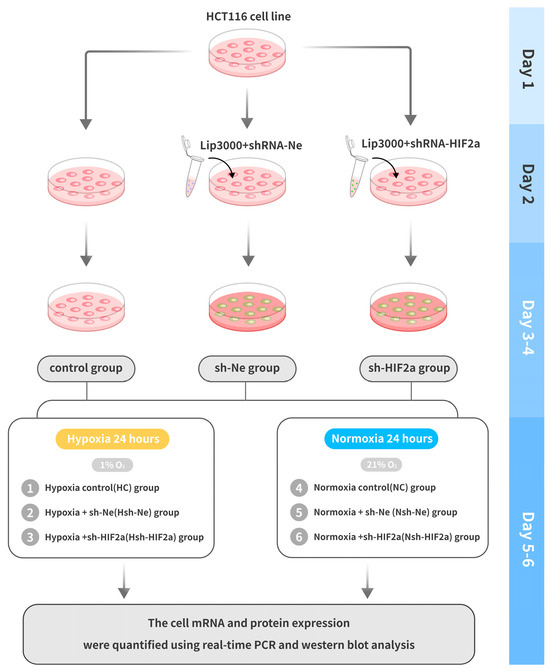High-Altitude Hypoxia Induces Excessive Erythrocytosis in Mice via ...
