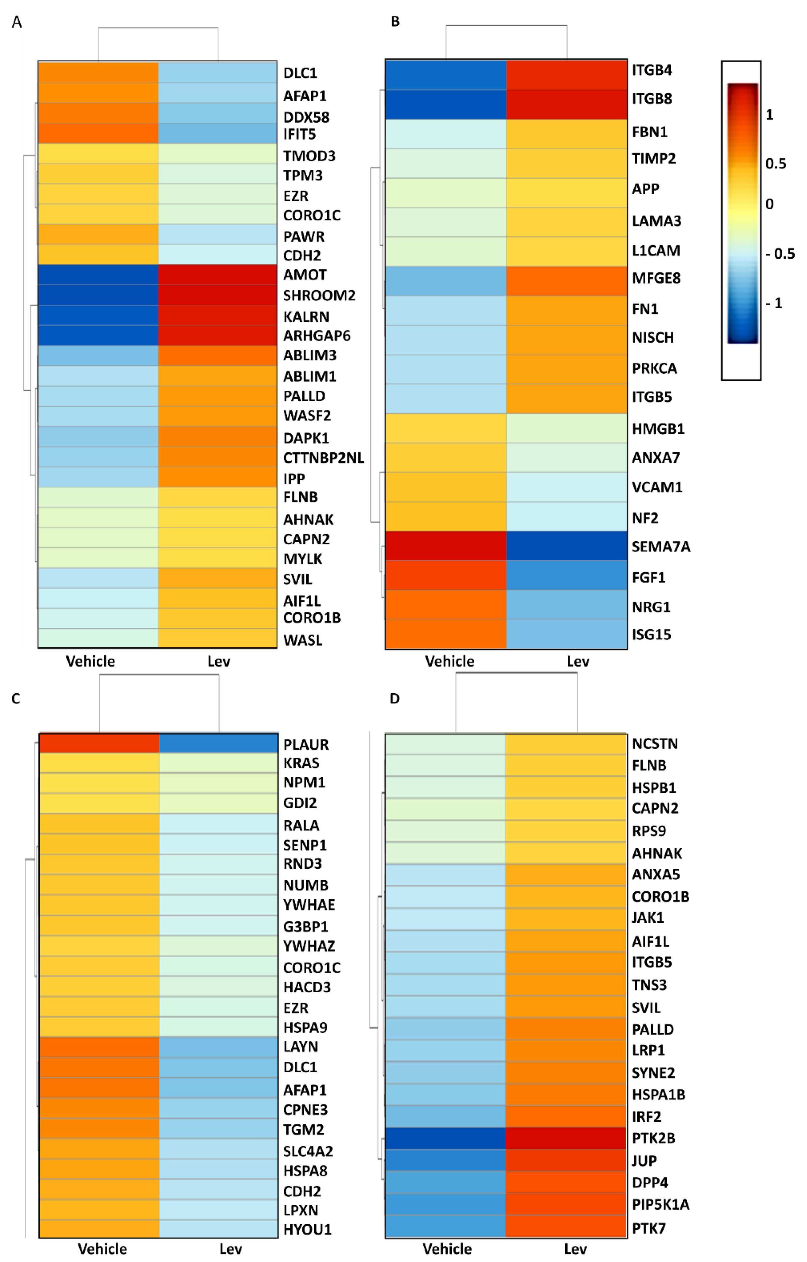 Levamisole Modulation of Podocytes’ Actin Cytoskeleton in Nephrotic ...