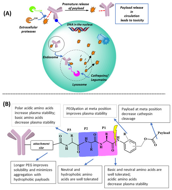 Lysosomal-Cleavable Peptide Linkers in Antibody–Drug Conjugates