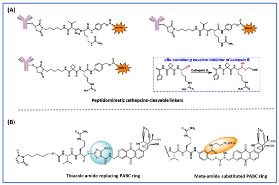 Lysosomal-Cleavable Peptide Linkers in Antibody–Drug Conjugates