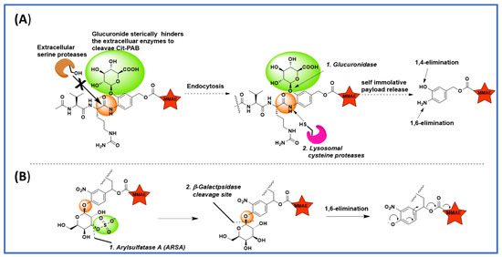 Lysosomal-Cleavable Peptide Linkers in Antibody–Drug Conjugates