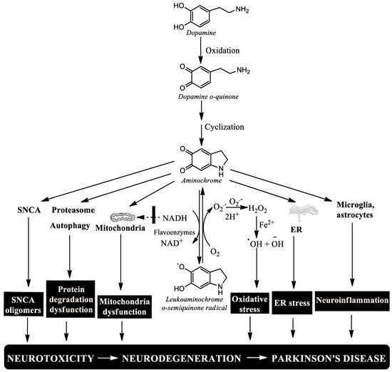 On the Role of Iron in Idiopathic Parkinson’s Disease