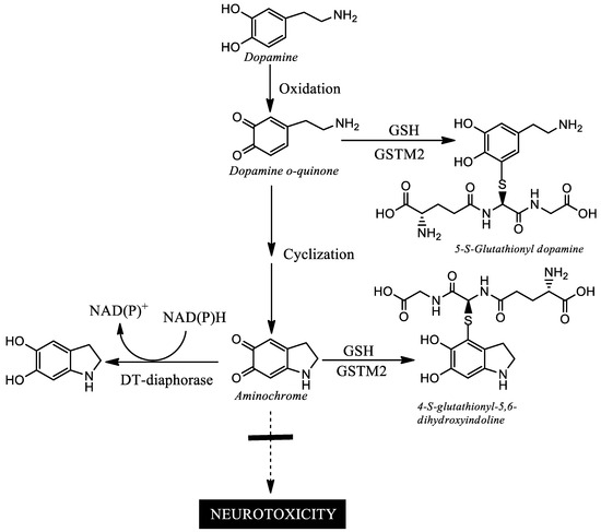 On the Role of Iron in Idiopathic Parkinson’s Disease