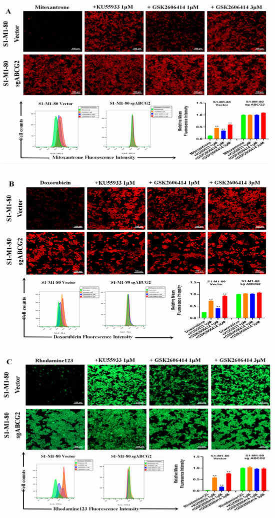 GSK2606414 Sensitizes ABCG2-Overexpressing Multidrug-Resistant ...
