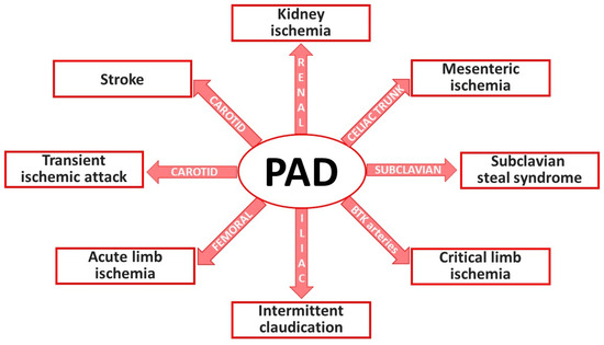 Cardiovascular Prognosis in Patients with Peripheral Artery Disease and ...
