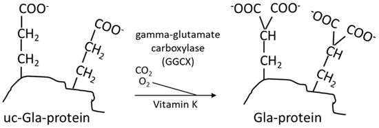 Vitamin K and Calcium Chelation in Vascular Health