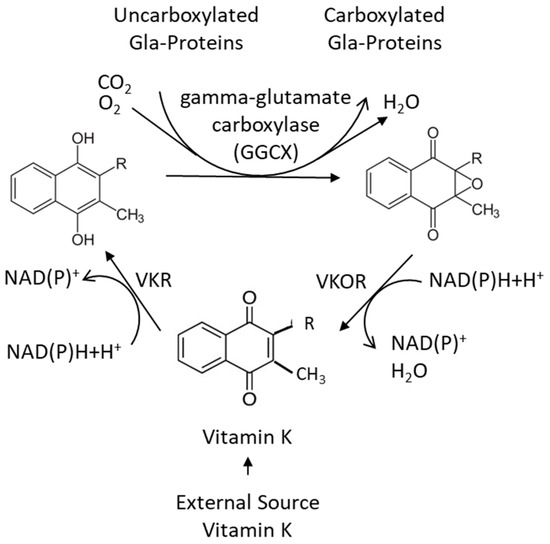 Vitamin K and Calcium Chelation in Vascular Health