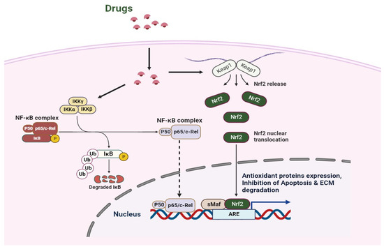 Anti-Osteoarthritis Mechanism of the Nrf2 Signaling Pathway