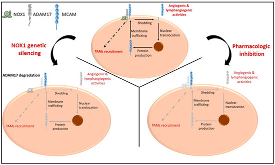 Targeting of the NOX1/ADAM17 Enzymatic Complex Regulates Soluble MCAM ...