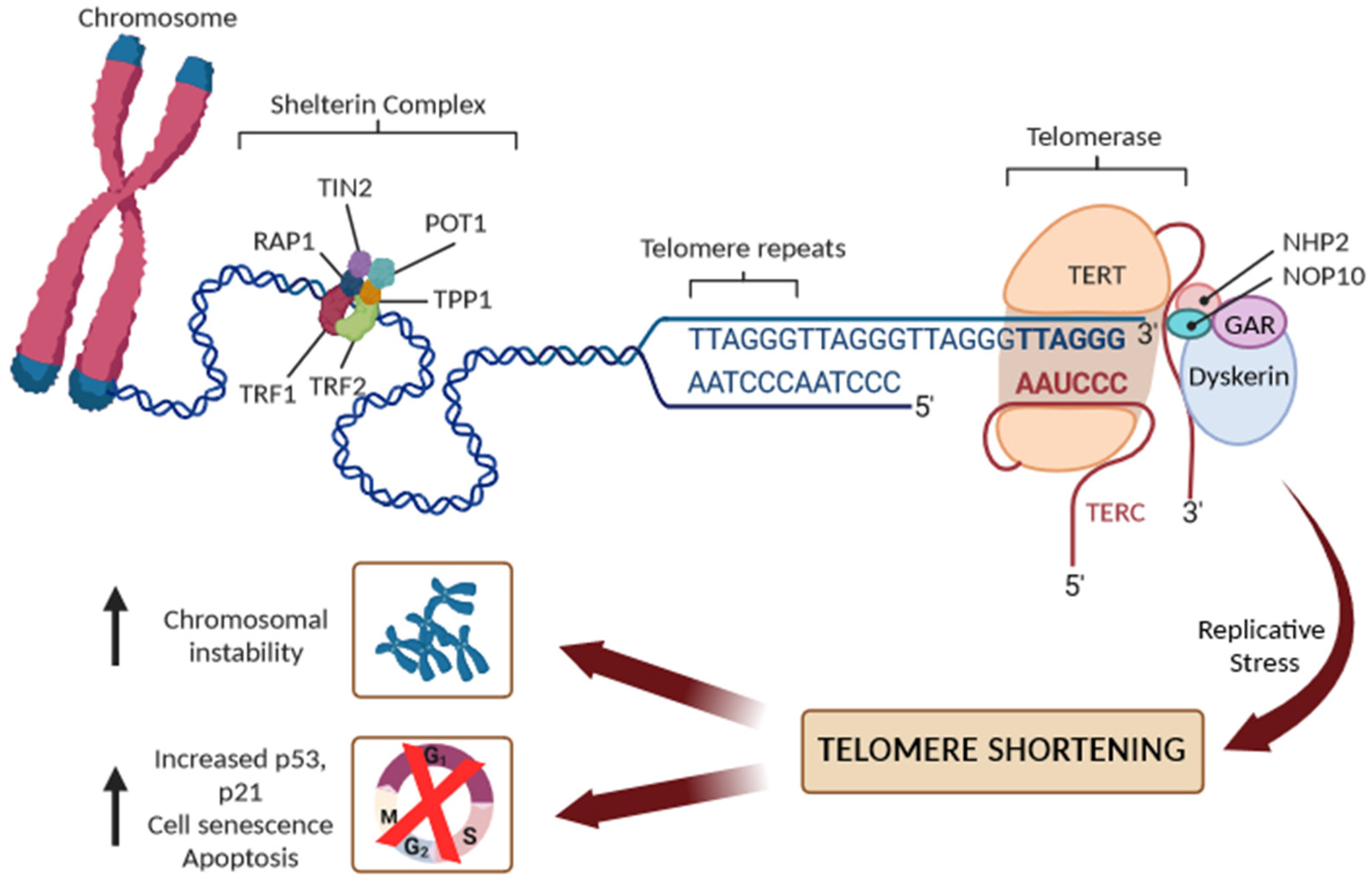 Long Telomeric Repeat-Containing RNA (TERRA): Biological Functions and ...