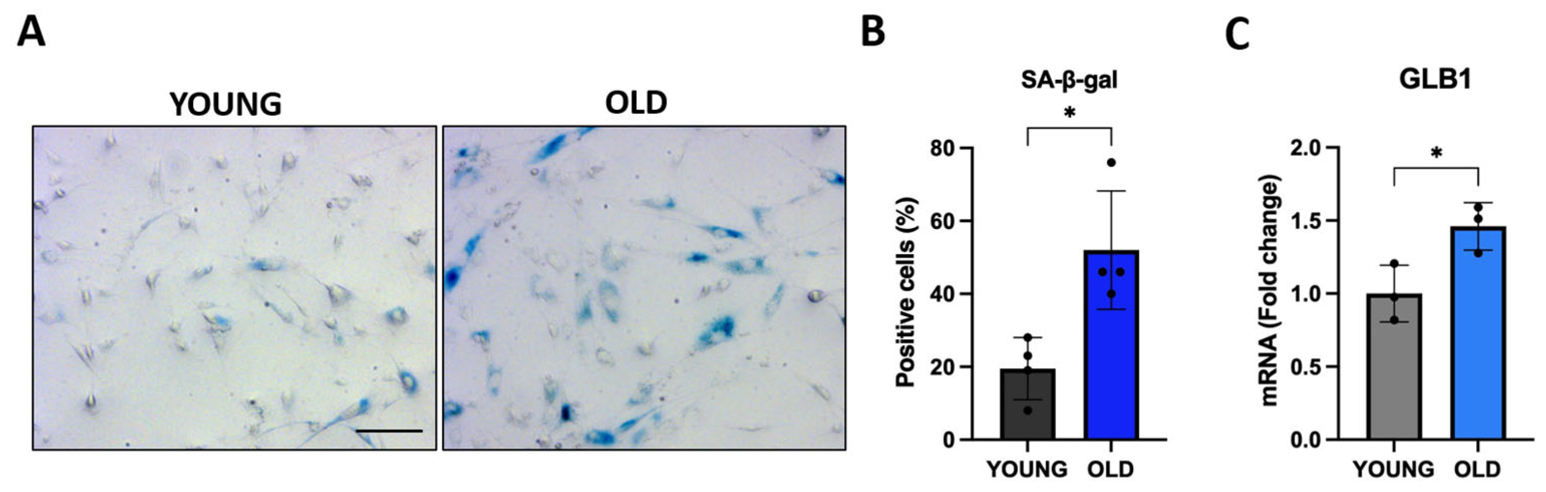 PURPL and NEAT1 Long Non-Coding RNAs Are Modulated in Vascular Smooth Muscle Cell Replicative ...