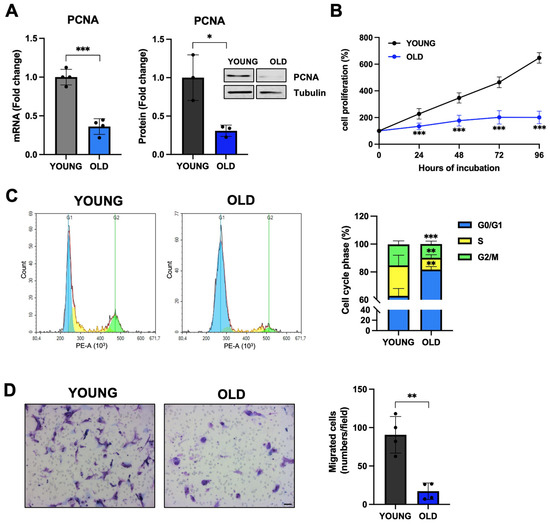 PURPL and NEAT1 Long Non-Coding RNAs Are Modulated in Vascular Smooth Muscle Cell Replicative ...