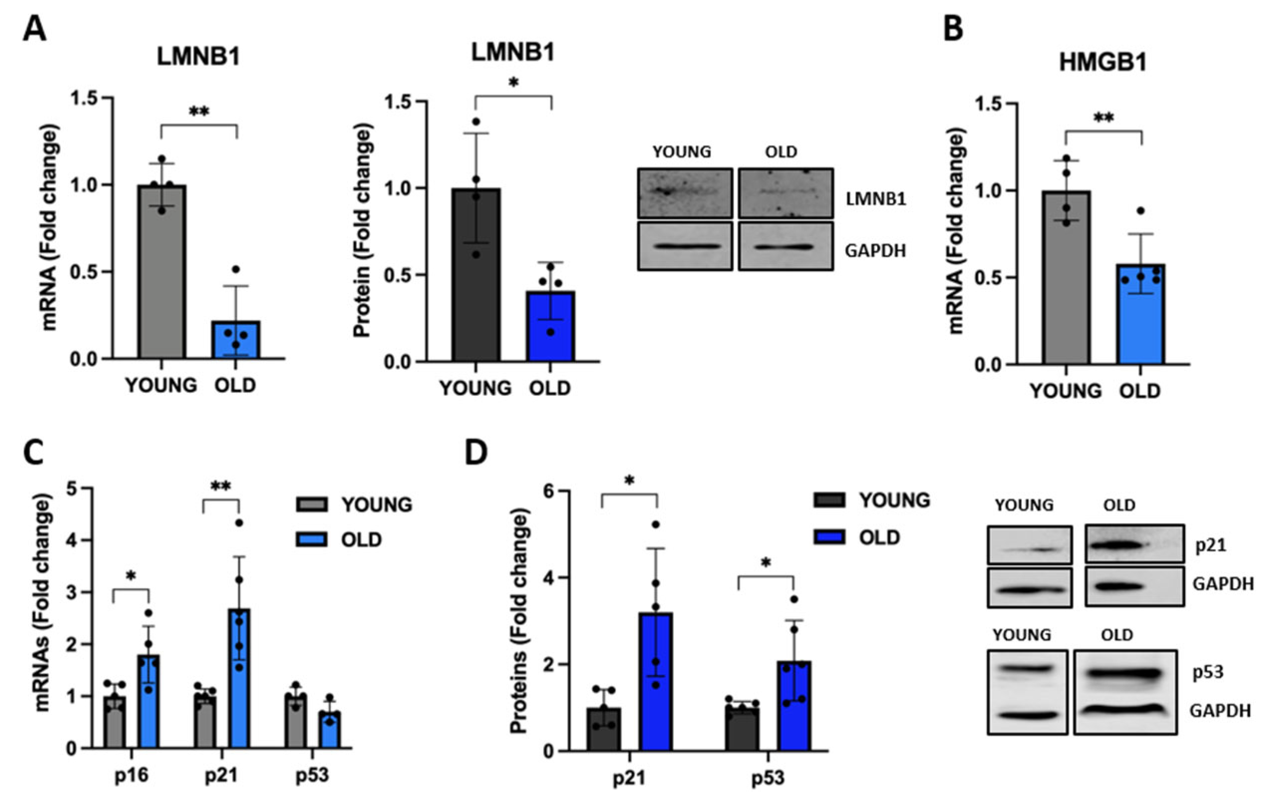 PURPL and NEAT1 Long Non-Coding RNAs Are Modulated in Vascular Smooth Muscle Cell Replicative ...