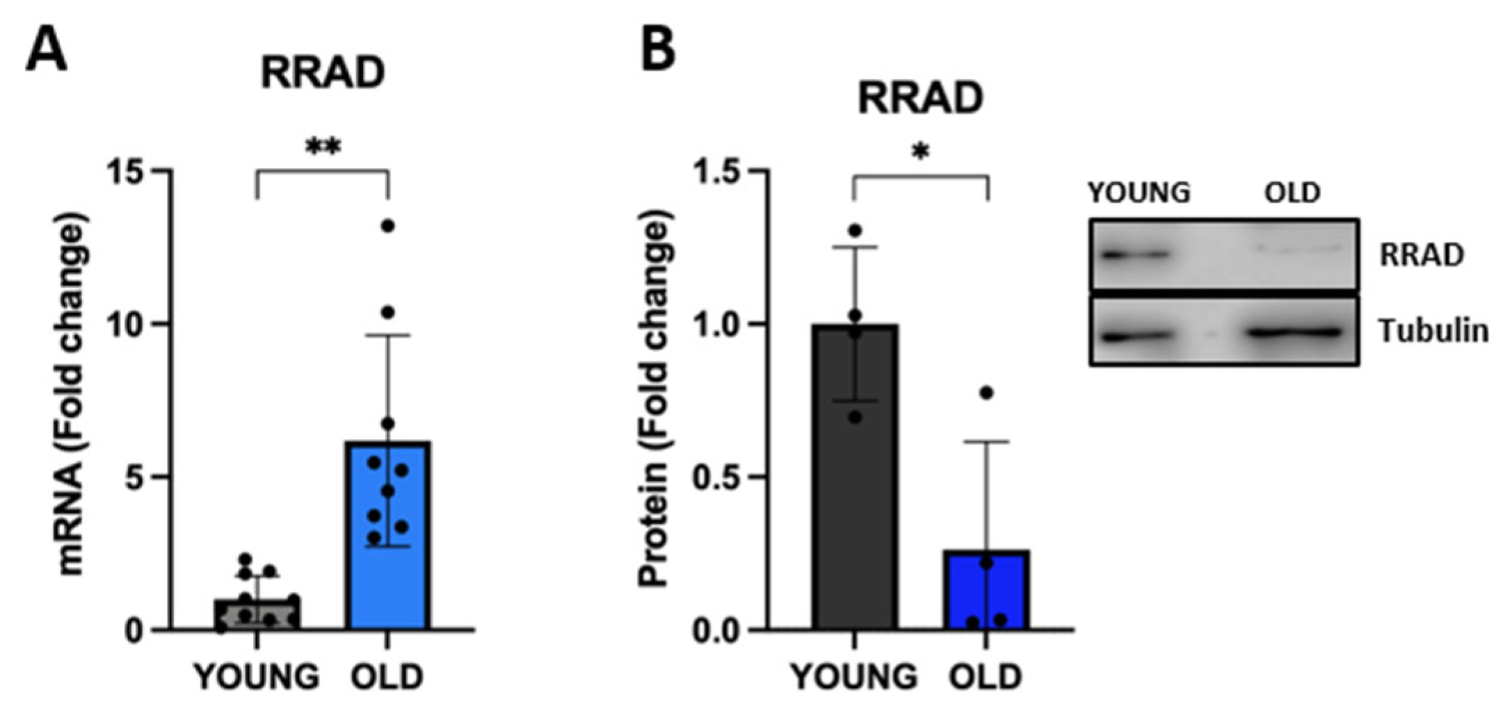 PURPL and NEAT1 Long Non-Coding RNAs Are Modulated in Vascular Smooth Muscle Cell Replicative ...