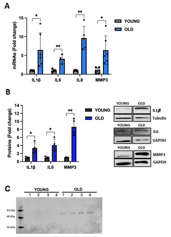 PURPL and NEAT1 Long Non-Coding RNAs Are Modulated in Vascular Smooth Muscle Cell Replicative ...