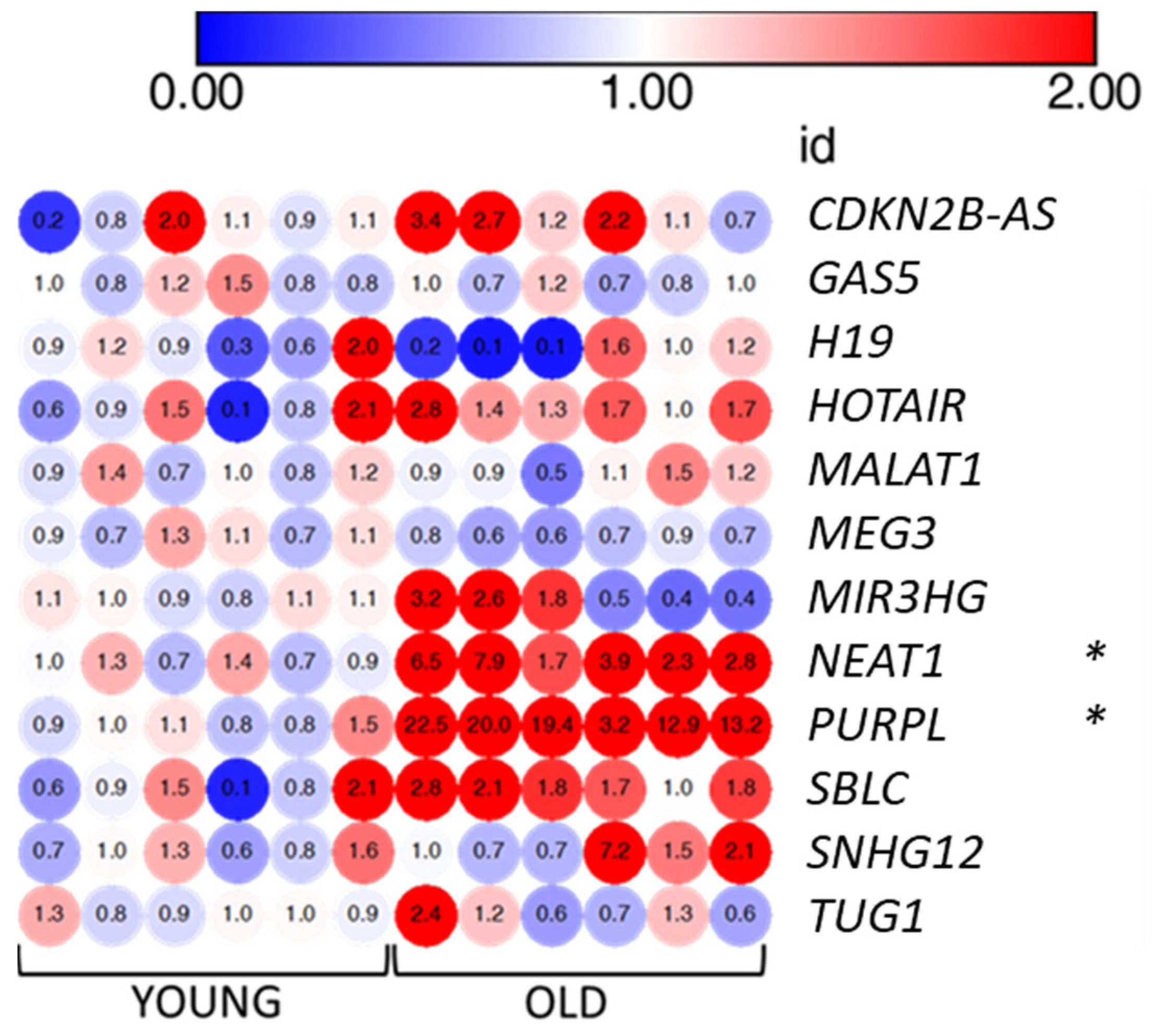 PURPL and NEAT1 Long Non-Coding RNAs Are Modulated in Vascular Smooth Muscle Cell Replicative ...
