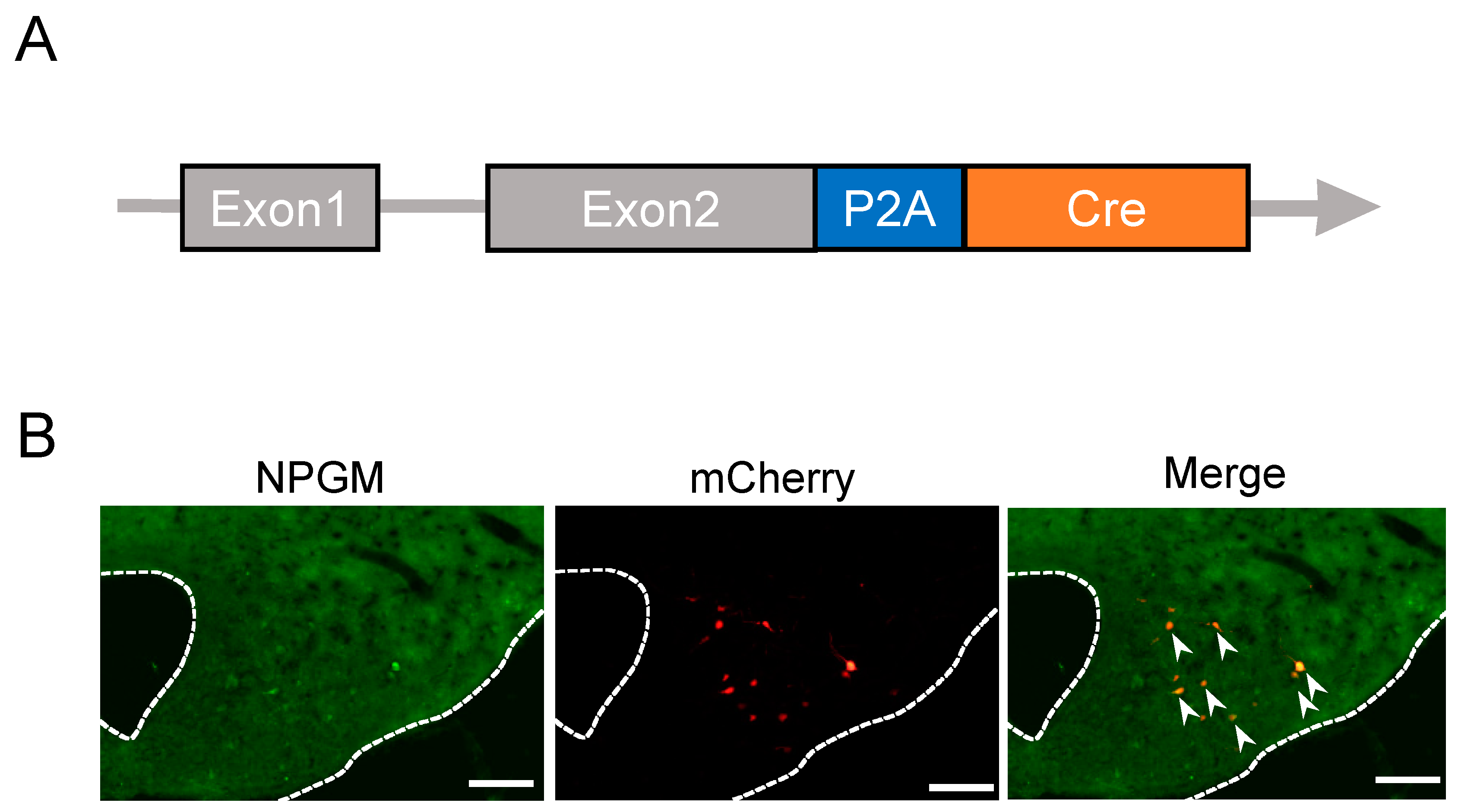 Neurosecretory Protein GM–Expressing Neurons Participate in Lipid ...