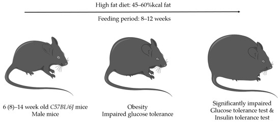 Advantages and Limitations of Diabetic Bone Healing in Mouse Models: A ...